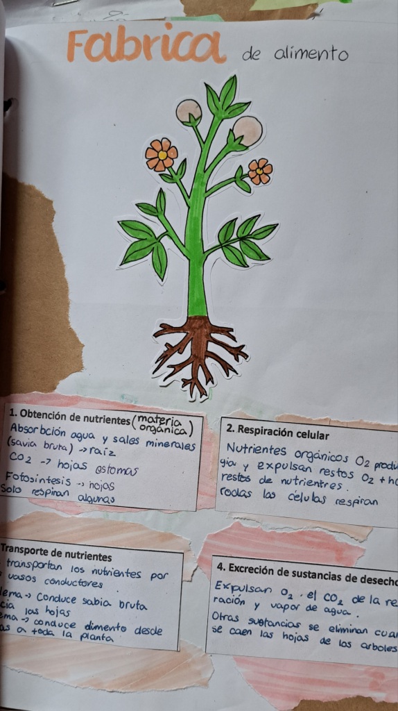 El libro de las plantas. 1º ESO – IES Los Olivos Mejorada